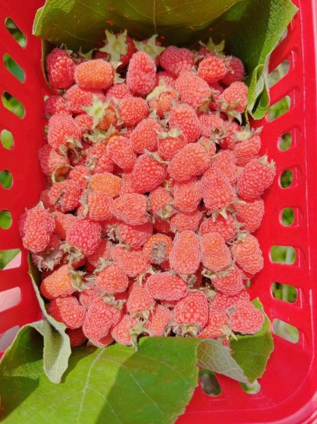 重庆有哪些特产水果_重庆水果几月份成熟-第3张图片-山城妙识