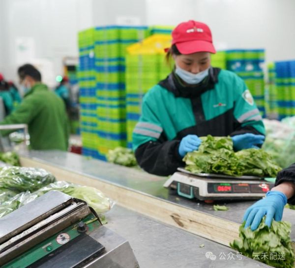 蔬菜配送公司有哪些_怎么选靠谱平台-第2张图片-山城妙识