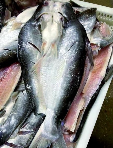 烤鱼用什么鱼最好刺少_烤鱼选鱼指南-第2张图片-山城妙识