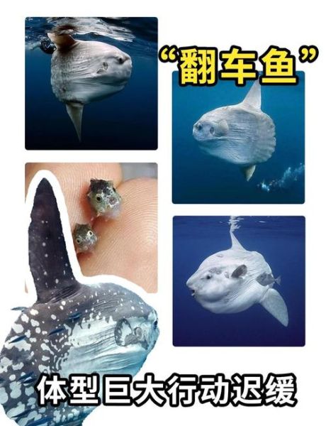 翻车鱼能吃吗_翻车鱼有毒吗-第1张图片-山城妙识