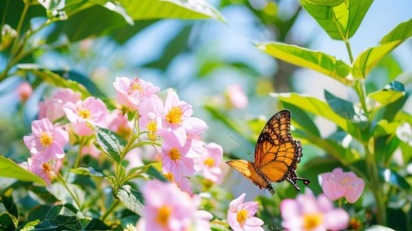 蝴蝶图片大全唯美_如何拍出仙气感-第2张图片-山城妙识