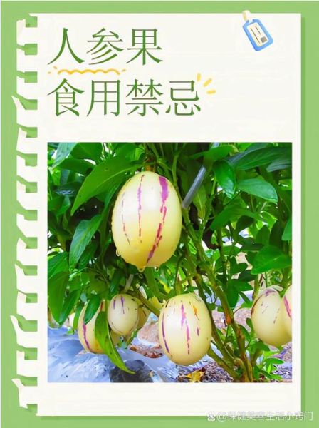 人参果的功效与作用有哪些_孕妇能吃吗-第2张图片-山城妙识