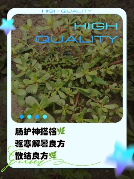 马齿菜煮水喝的功效_马齿菜水能天天喝吗-第1张图片-山城妙识