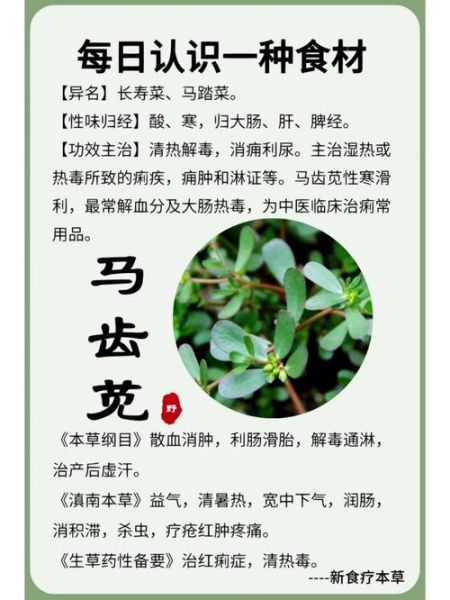 马齿菜煮水喝的功效_马齿菜水能天天喝吗-第3张图片-山城妙识