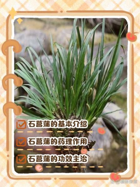 石菖蒲的功效与作用_石菖蒲主治什么病-第2张图片-山城妙识