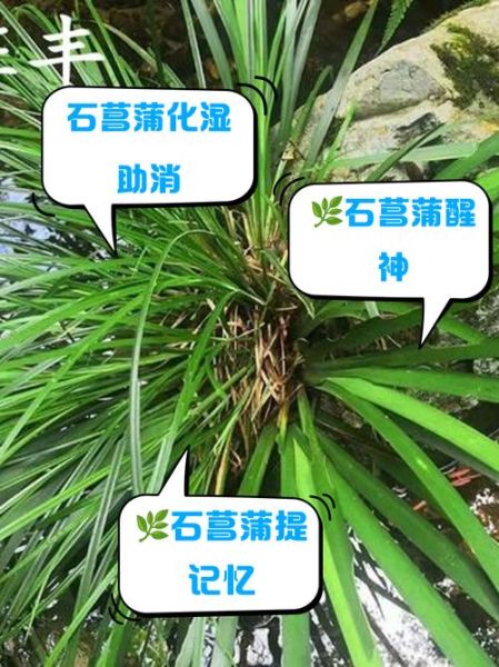 石菖蒲的功效与作用_石菖蒲主治什么病-第3张图片-山城妙识