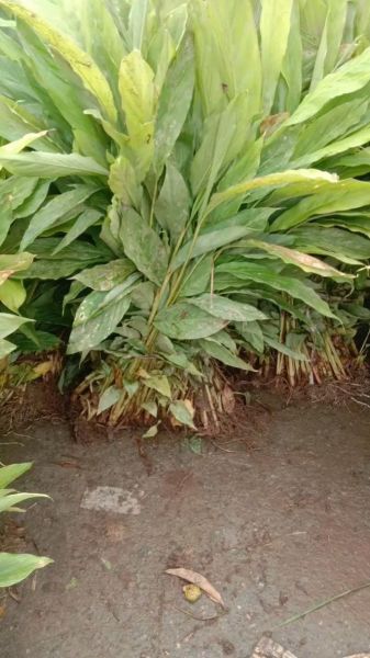 草果树长什么样_草果树和苹果树区别-第1张图片-山城妙识 草果树长什么样_草果树和苹果树区别-第1张图片-山城妙识