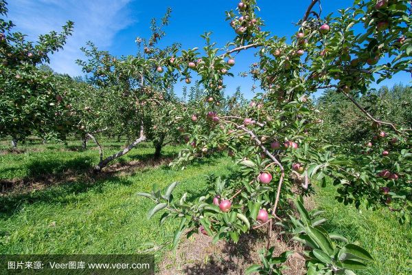 草果树长什么样_草果树和苹果树区别-第3张图片-山城妙识 草果树长什么样_草果树和苹果树区别-第3张图片-山城妙识