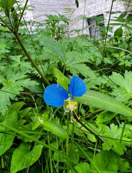 鸭跖草图片长什么样_鸭跖草功效作用有哪些-第3张图片-山城妙识