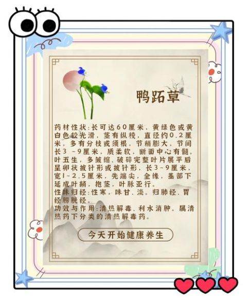 鸭跖草图片长什么样_鸭跖草功效作用有哪些-第1张图片-山城妙识