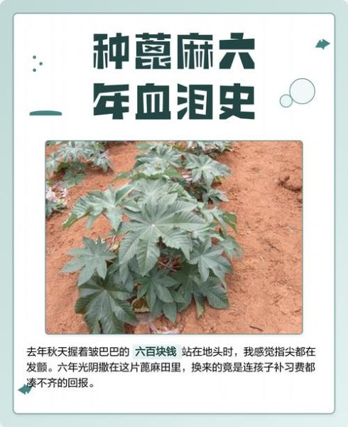 国家为什么禁止种麻子_麻子种植危害有哪些-第2张图片-山城妙识 国家为什么禁止种麻子_麻子种植危害有哪些-第2张图片-山城妙识