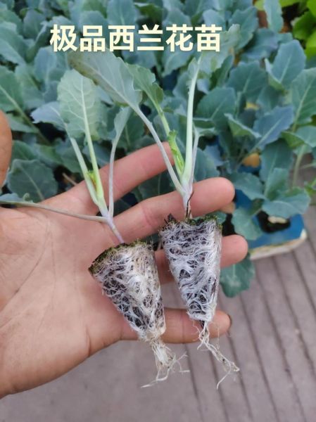 西兰花种植时间_西兰花种植方法-第1张图片-山城妙识