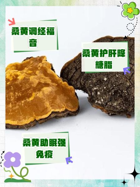 藏桑黄的功效与作用_藏桑黄怎么吃效果最好-第1张图片-山城妙识