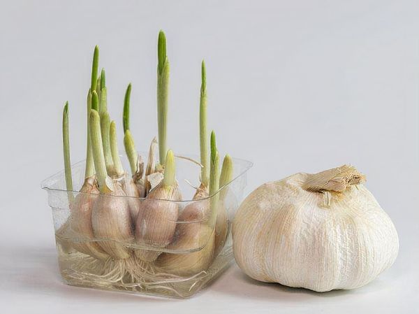 发芽的大蒜头能吃吗_吃了会中毒吗-第1张图片-山城妙识 发芽的大蒜头能吃吗_吃了会中毒吗-第1张图片-山城妙识