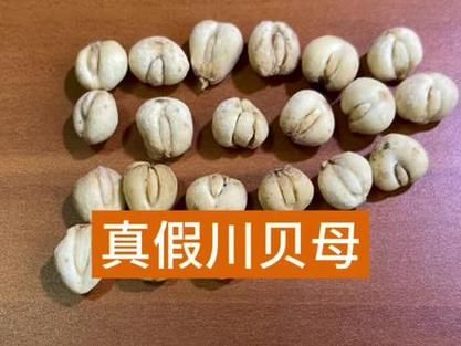 正宗川贝母图片_如何辨别真假川贝母-第2张图片-山城妙识