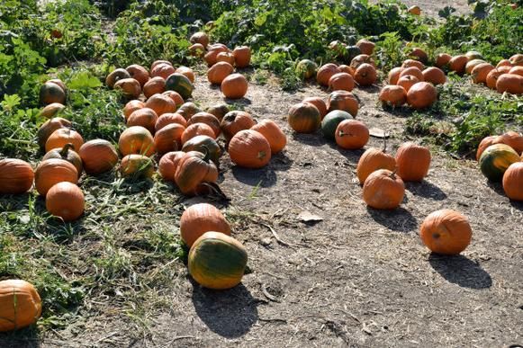 南瓜园2008是什么_南瓜园2008还能用吗-第3张图片-山城妙识 南瓜园2008是什么_南瓜园2008还能用吗-第3张图片-山城妙识