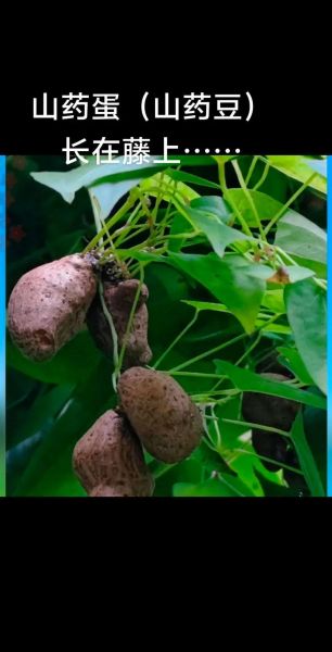 山药蛋派代表作有哪些_山药蛋派写作风格是什么-第1张图片-山城妙识