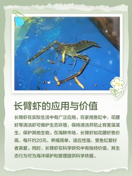 长臂虾怎么养_长臂虾吃什么-第1张图片-山城妙识