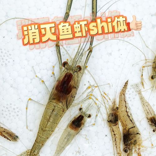 长臂虾怎么养_长臂虾吃什么-第2张图片-山城妙识