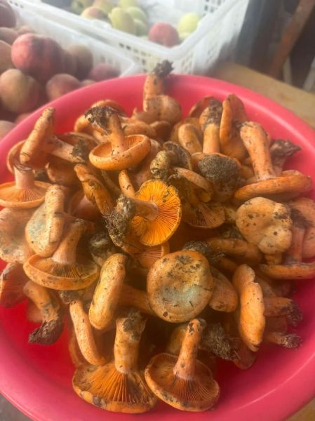 桂鱼火锅怎么做_桂鱼火锅底料配方-第2张图片-山城妙识