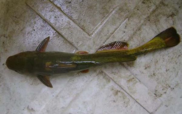 牛尾鱼长什么样子_牛尾鱼是海鱼还是淡水鱼-第2张图片-山城妙识 牛尾鱼长什么样子_牛尾鱼是海鱼还是淡水鱼-第2张图片-山城妙识