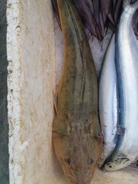 牛尾鱼长什么样子_牛尾鱼是海鱼还是淡水鱼-第3张图片-山城妙识 牛尾鱼长什么样子_牛尾鱼是海鱼还是淡水鱼-第3张图片-山城妙识