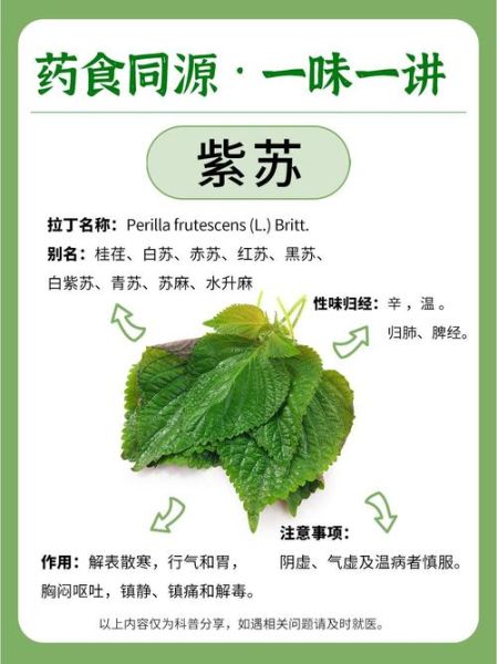 紫苏是什么东西_紫苏的功效与作用-第1张图片-山城妙识 紫苏是什么东西_紫苏的功效与作用-第1张图片-山城妙识