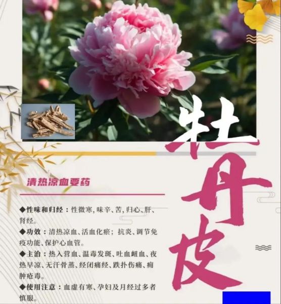 丹皮的功效与作用_丹皮怎么泡水喝-第1张图片-山城妙识