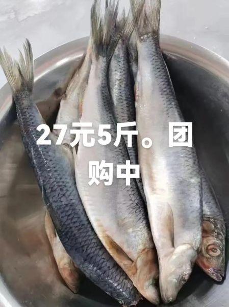 青鱼价格行情_青鱼多少钱一斤-第1张图片-山城妙识