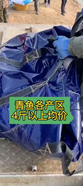青鱼价格行情_青鱼多少钱一斤-第2张图片-山城妙识