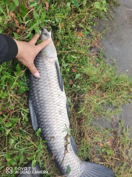 青鱼价格行情_青鱼多少钱一斤-第3张图片-山城妙识