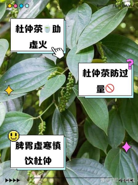 杜仲茶副作用有哪些_杜仲茶什么人不能喝-第1张图片-山城妙识