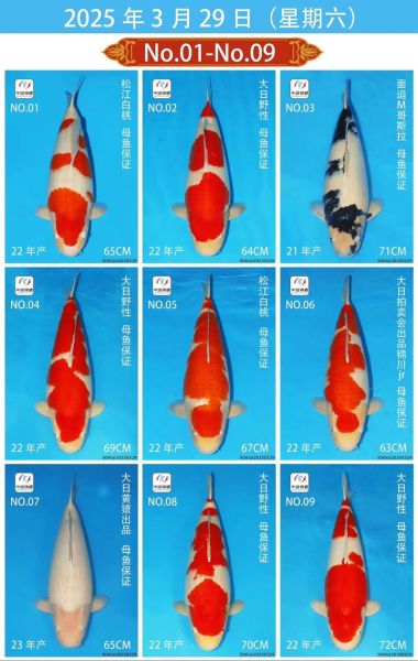 锦鲤鱼价格多少钱一条_锦鲤鱼价格表2024-第1张图片-山城妙识 锦鲤鱼价格多少钱一条_锦鲤鱼价格表2024-第1张图片-山城妙识