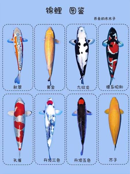 锦鲤鱼价格多少钱一条_锦鲤鱼价格表2024-第3张图片-山城妙识 锦鲤鱼价格多少钱一条_锦鲤鱼价格表2024-第3张图片-山城妙识