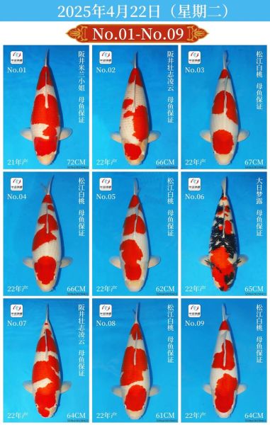 锦鲤鱼价格多少钱一条_锦鲤鱼价格表2024-第2张图片-山城妙识 锦鲤鱼价格多少钱一条_锦鲤鱼价格表2024-第2张图片-山城妙识