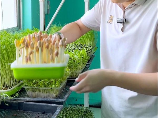 芽苗菜怎么种_芽苗菜种植方法-第2张图片-山城妙识