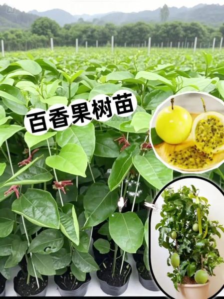 百果树怎么种_百果树几年结果-第1张图片-山城妙识 百果树怎么种_百果树几年结果-第1张图片-山城妙识