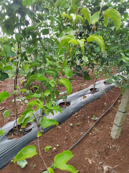 百果树怎么种_百果树几年结果-第2张图片-山城妙识 百果树怎么种_百果树几年结果-第2张图片-山城妙识