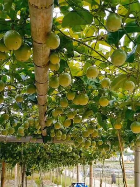 百果树怎么种_百果树几年结果-第3张图片-山城妙识 百果树怎么种_百果树几年结果-第3张图片-山城妙识