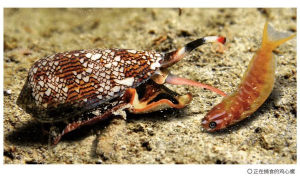 鸡心螺捕食八爪鱼全过程_毒性有多强-第2张图片-山城妙识