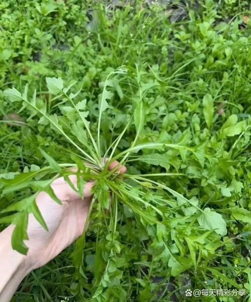 荠菜的别名叫什么名字_荠菜为什么又叫护生草-第2张图片-山城妙识 荠菜的别名叫什么名字_荠菜为什么又叫护生草-第2张图片-山城妙识