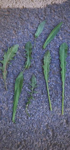 荠菜的别名叫什么名字_荠菜为什么又叫护生草-第3张图片-山城妙识 荠菜的别名叫什么名字_荠菜为什么又叫护生草-第3张图片-山城妙识