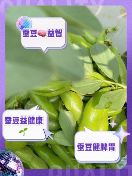 蚕豆什么人不能吃_蚕豆禁忌人群有哪些-第3张图片-山城妙识