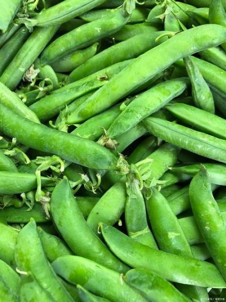 荷兰豆不熟能吃吗_荷兰豆生吃会中毒吗-第1张图片-山城妙识 荷兰豆不熟能吃吗_荷兰豆生吃会中毒吗-第1张图片-山城妙识
