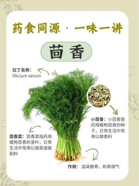 小茴香什么人不能吃_小茴香的副作用有哪些-第1张图片-山城妙识 小茴香什么人不能吃_小茴香的副作用有哪些-第1张图片-山城妙识