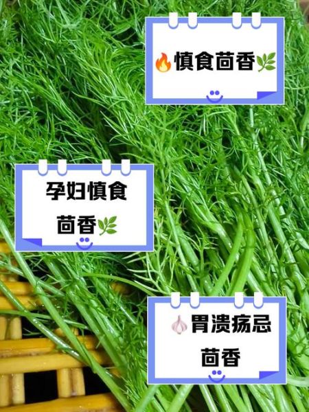 小茴香什么人不能吃_小茴香的副作用有哪些-第3张图片-山城妙识 小茴香什么人不能吃_小茴香的副作用有哪些-第3张图片-山城妙识