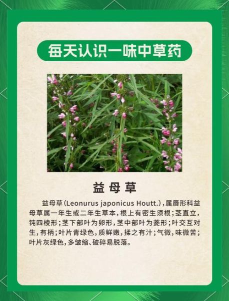 益母草长什么样子_如何辨别新鲜益母草-第1张图片-山城妙识 益母草长什么样子_如何辨别新鲜益母草-第1张图片-山城妙识