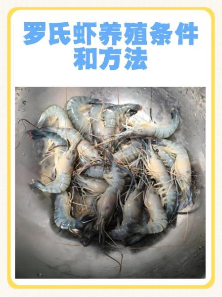 中国最大的淡水虾是什么_养殖技巧有哪些-第2张图片-山城妙识 中国最大的淡水虾是什么_养殖技巧有哪些-第2张图片-山城妙识