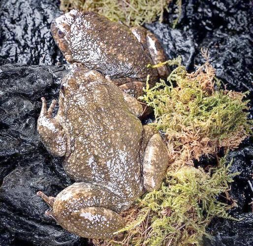 石鸡青蛙的区别_石鸡青蛙哪个好吃-第3张图片-山城妙识