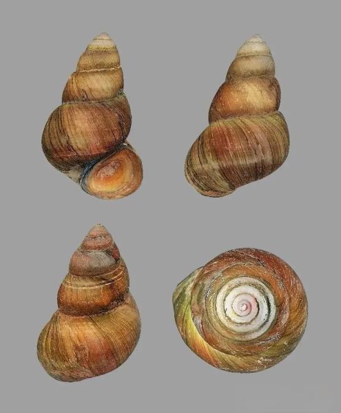 全部螺的图片和名字_如何快速识别常见淡水螺-第3张图片-山城妙识 全部螺的图片和名字_如何快速识别常见淡水螺-第3张图片-山城妙识